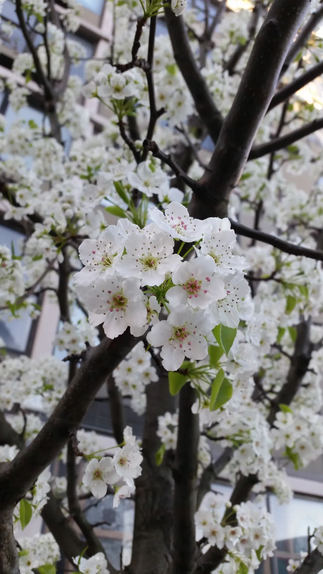 Spring Flowers | Smithsonian Photo Contest | Smithsonian Magazine