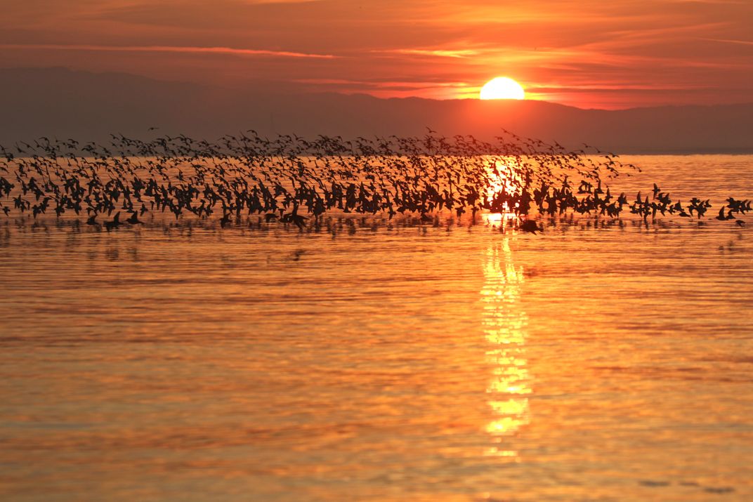 Shorebird flock flying at sunrise | Smithsonian Photo Contest ...