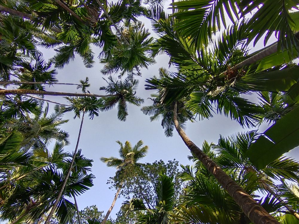 Vertical trees | Smithsonian Photo Contest | Smithsonian Magazine
