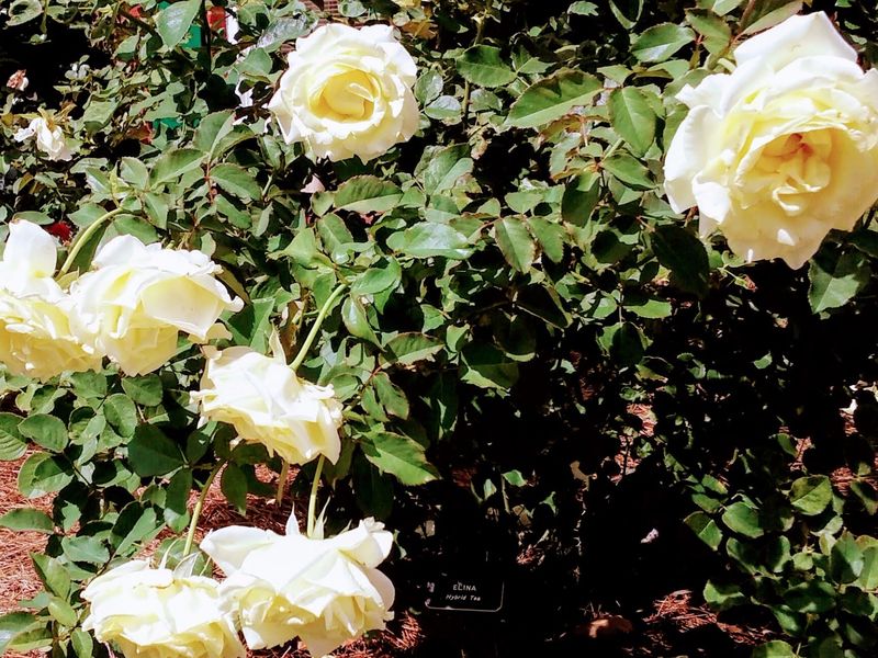 Prize Winning Roses | Smithsonian Photo Contest | Smithsonian Magazine