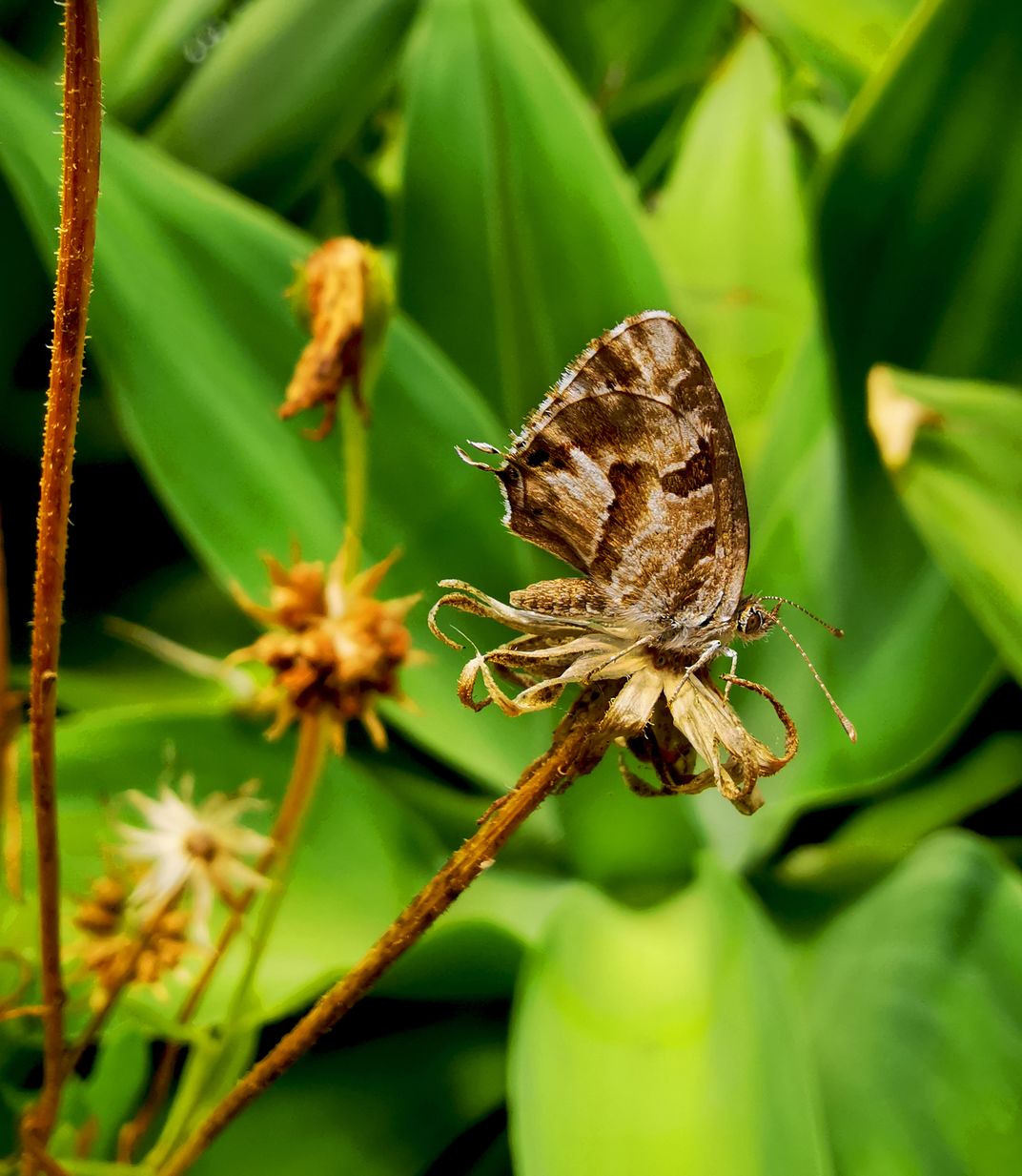 A butterfly on a dead flower | Smithsonian Photo Contest | Smithsonian ...