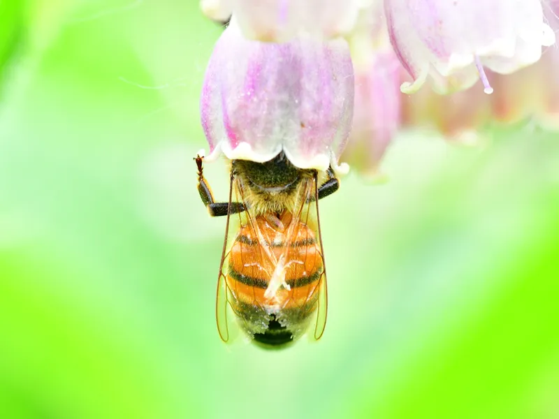 bee in a bonnet | Smithsonian Photo Contest | Smithsonian Magazine