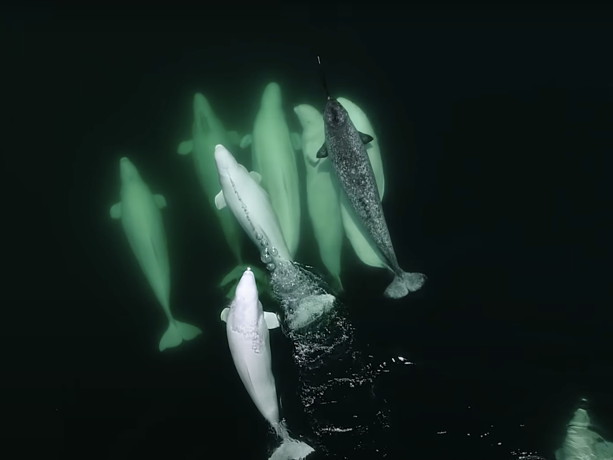 Adopted Lone Narwhal Traveling Among Belugas Could Produce Narluga Calves