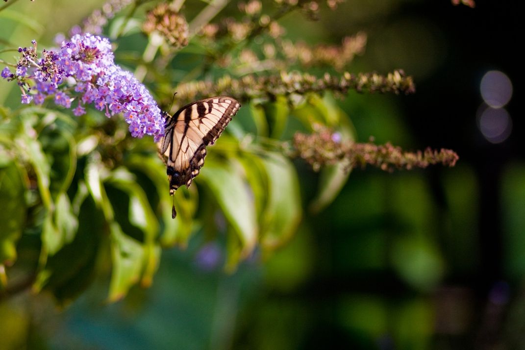 Butterflower | Smithsonian Photo Contest | Smithsonian Magazine