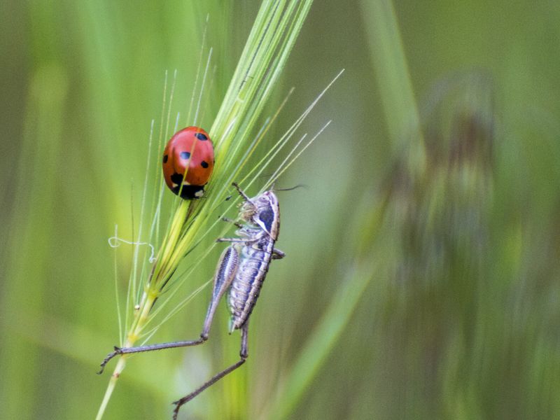 The Bug-lady & the Grasshopper | Smithsonian Photo Contest ...