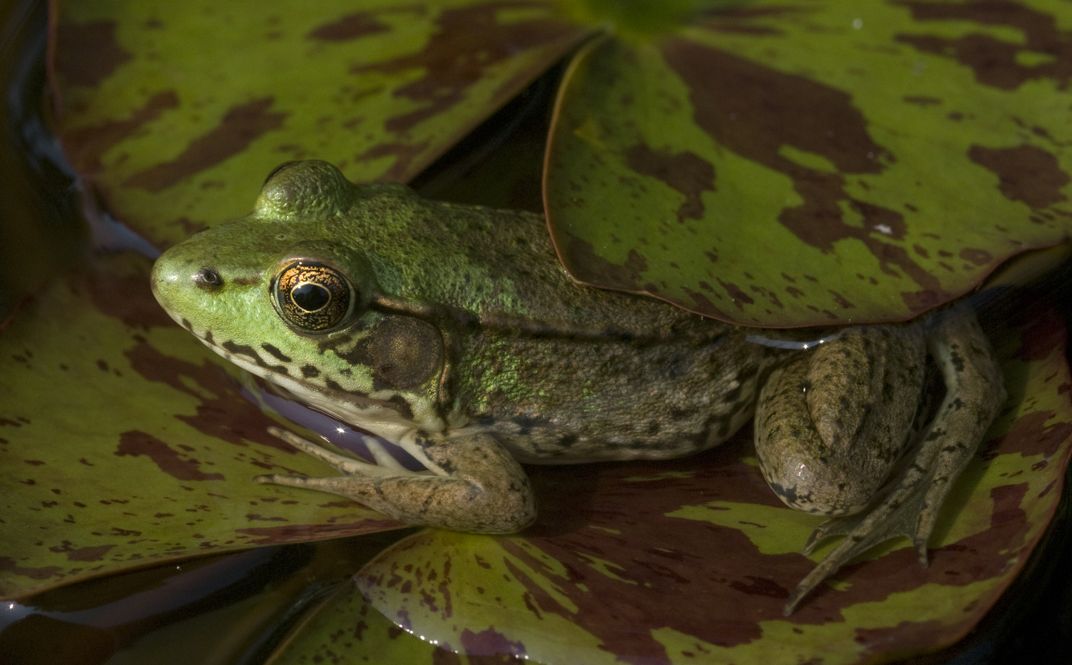 Northern Green Frog (Edward) w/ Waterlily Pads II | Smithsonian Photo ...