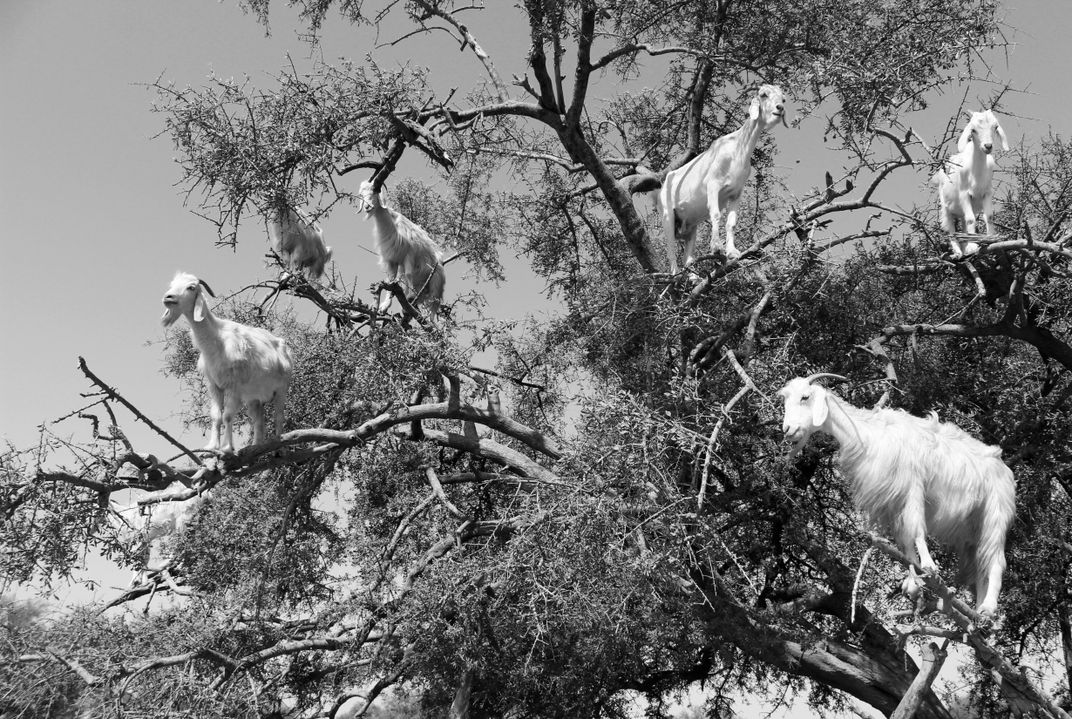 The goats on the branches | Smithsonian Photo Contest | Smithsonian ...