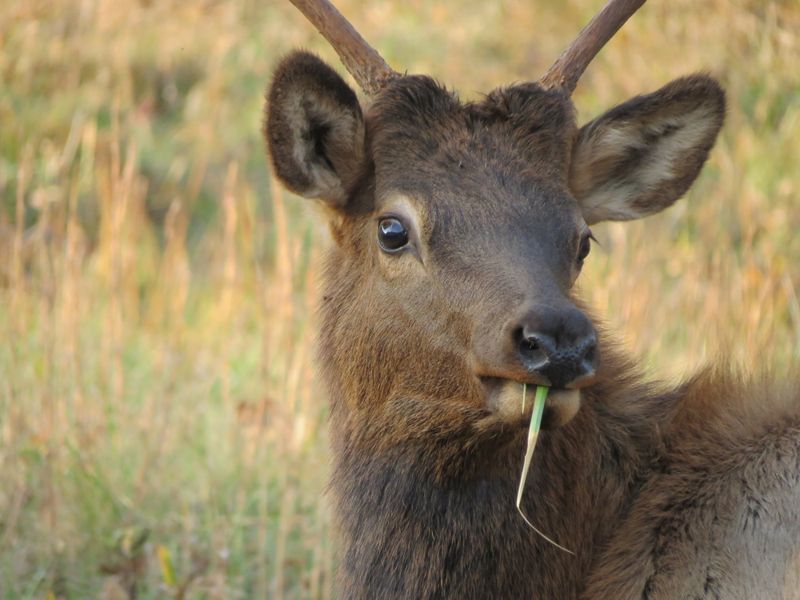 Juvenile Bull Elk Grazing | Smithsonian Photo Contest | Smithsonian ...