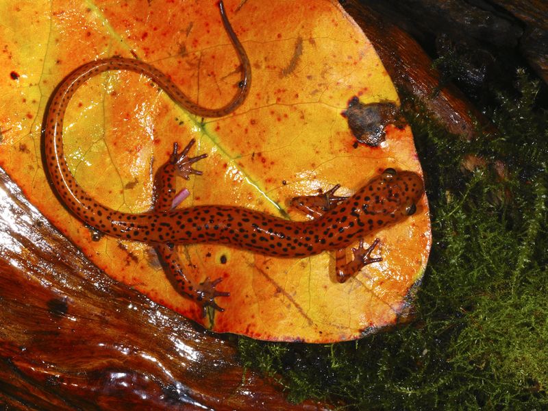 Birds eye view of a Cave Salamander | Smithsonian Photo Contest ...