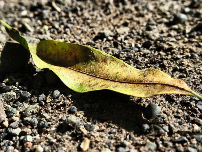 Fallen Leaf | Smithsonian Photo Contest | Smithsonian Magazine