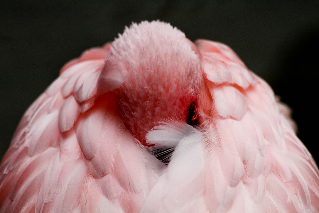 A Flamingo in Animal Kingdom at Disney World-Florida, playing "eye spy ...