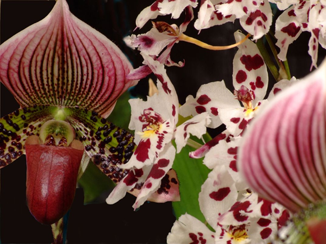 Orchids | Smithsonian Photo Contest | Smithsonian Magazine