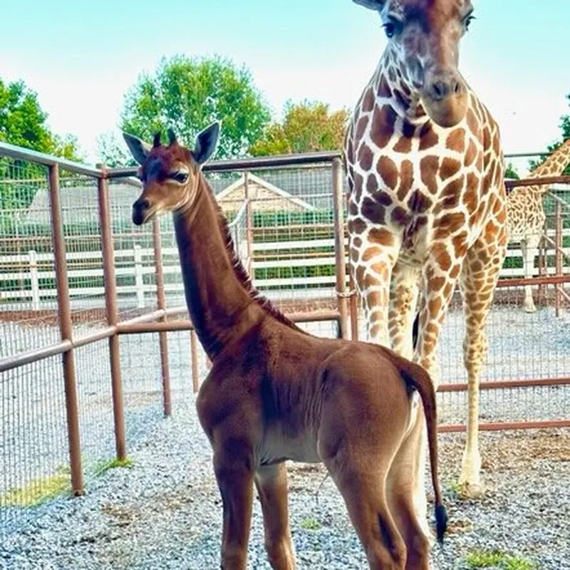 National Zoo Giraffe