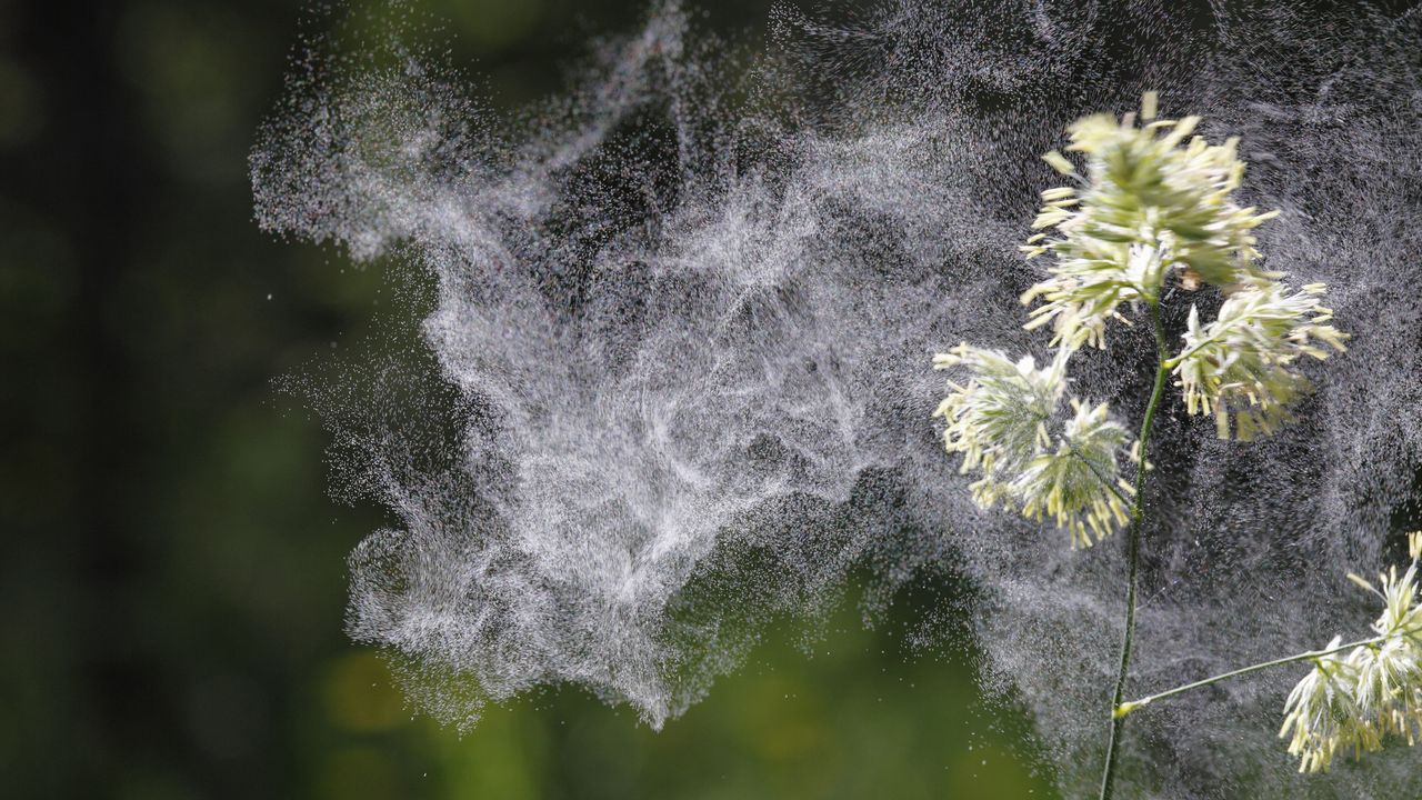 how does pollen pay work