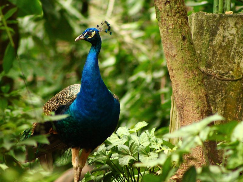 A beautiful peacock roaming around the jungle floor | Smithsonian Photo ...