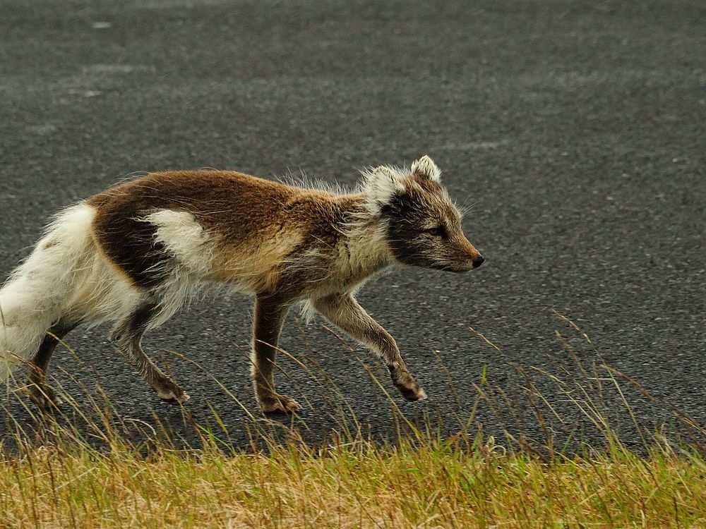 Polarfuchs, Halbinsel Snæfellsnes, West Iceland | Smithsonian Photo ...