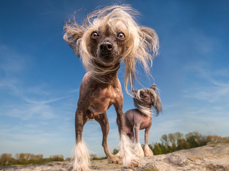 Alien Dogs | Smithsonian Photo Contest | Smithsonian Magazine