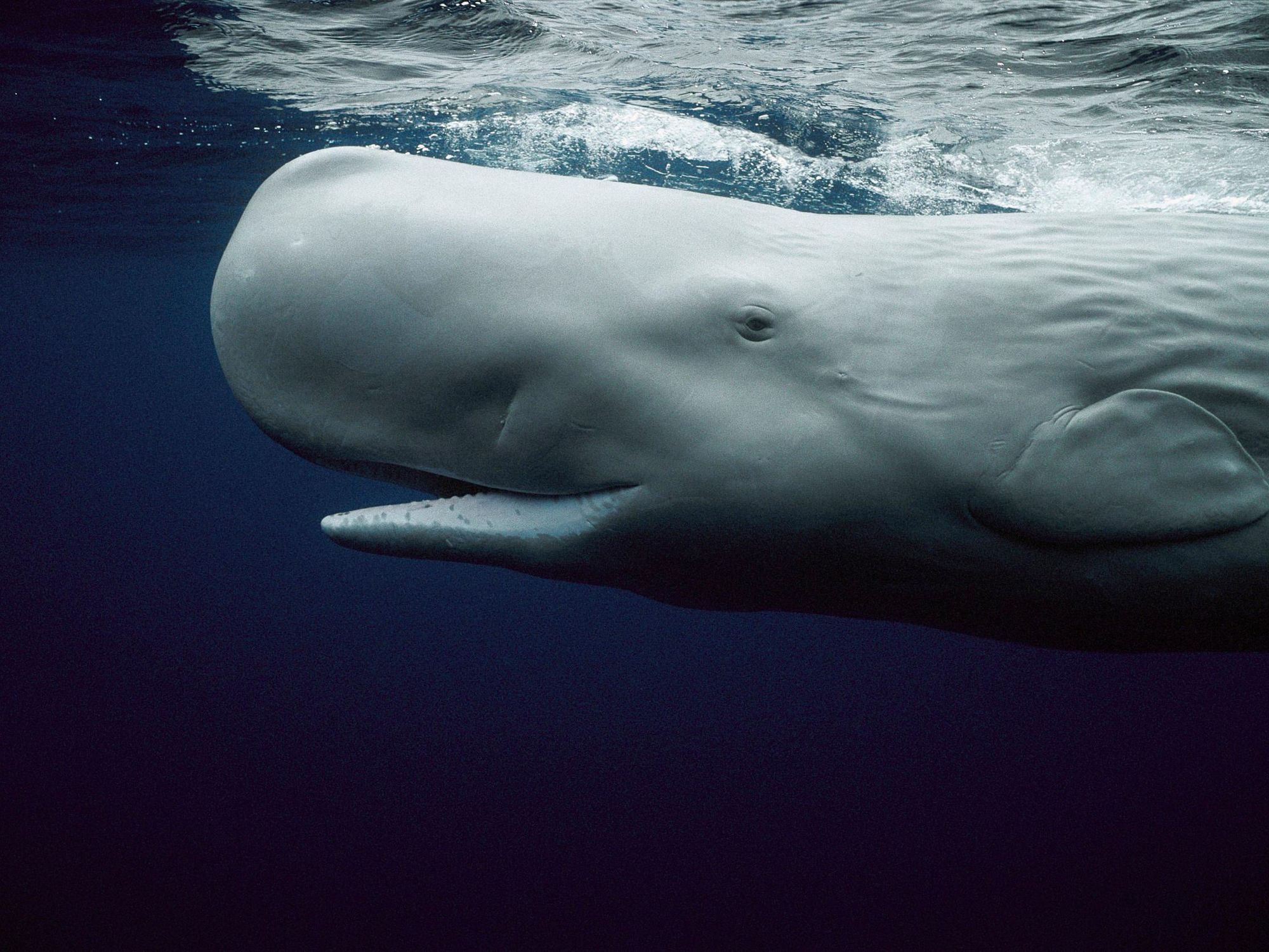Your High-End Perfume Is Likely Part Whale Mucus