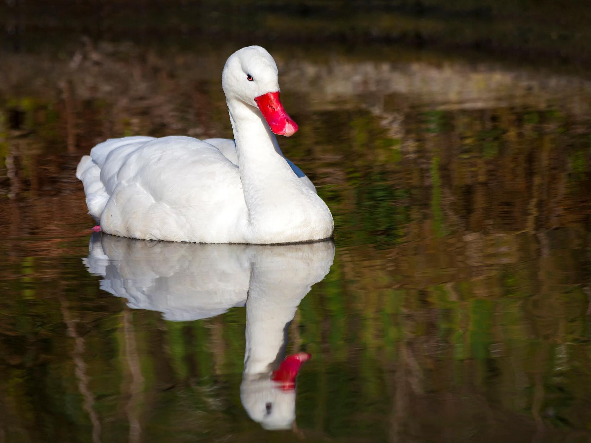 A Swan Swallowed This Fish Egg, Pooped It Out—and Then 49 Days Later ...