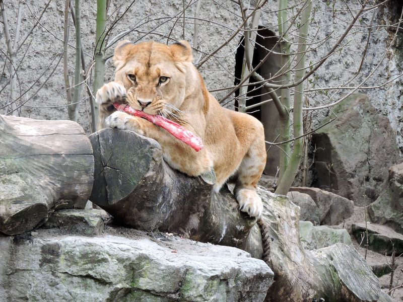 A fierce lioness enjoying her prey | Smithsonian Photo Contest ...