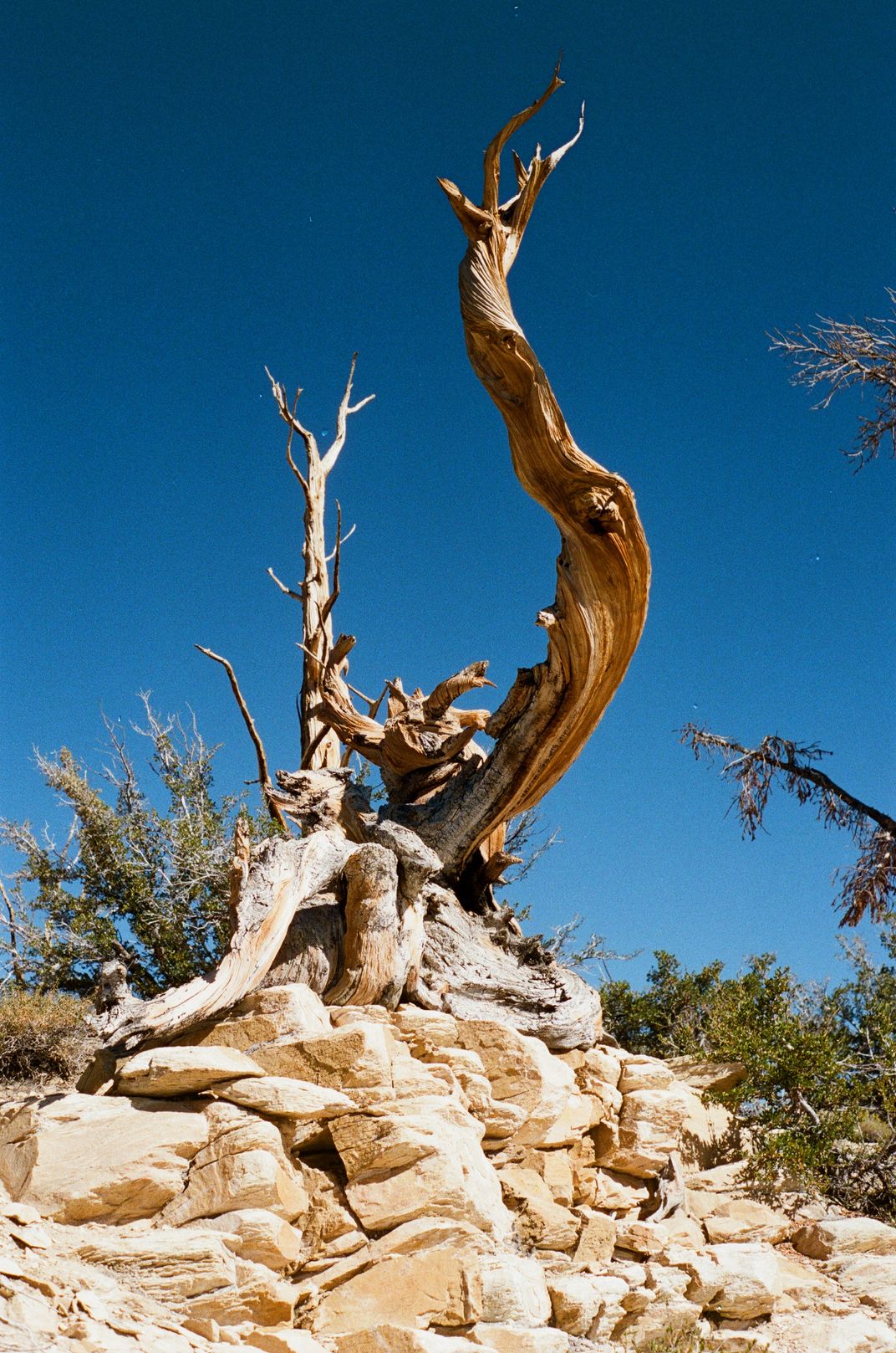 Very Old Trees (Ancient bristlecone pine forest) | Smithsonian Photo ...