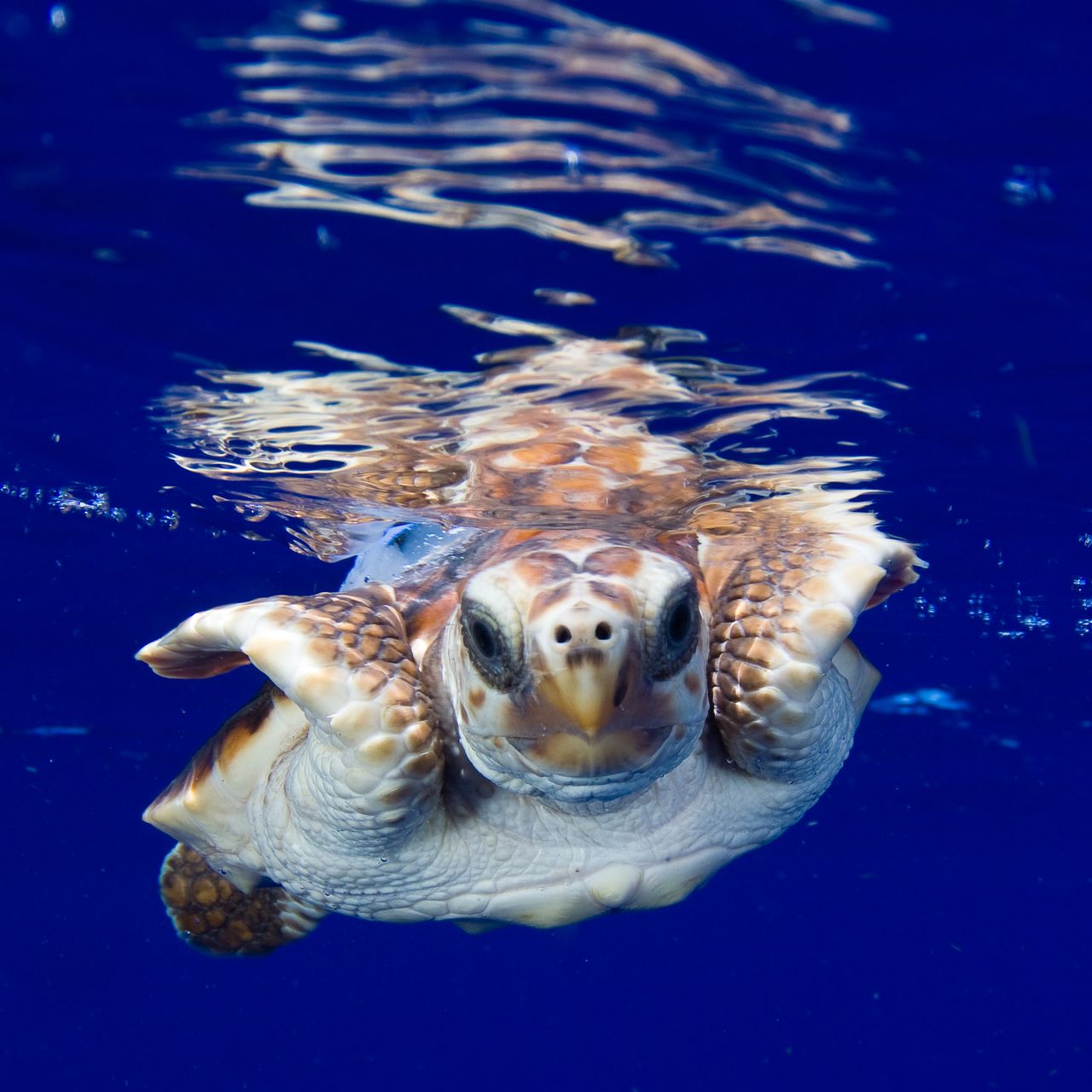 loggerhead musk turtle hatchling