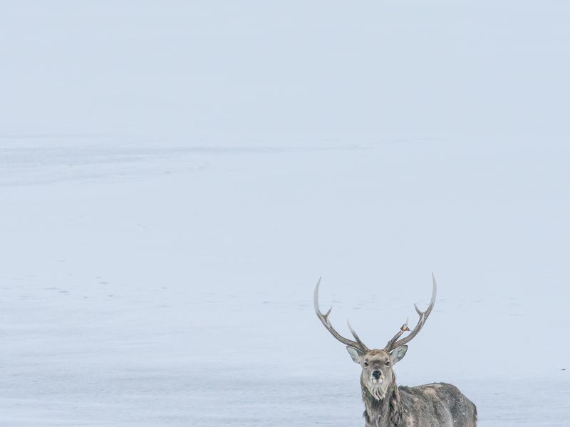 A lone deer stands on the frozen ice at the Straits of Nemuro ...