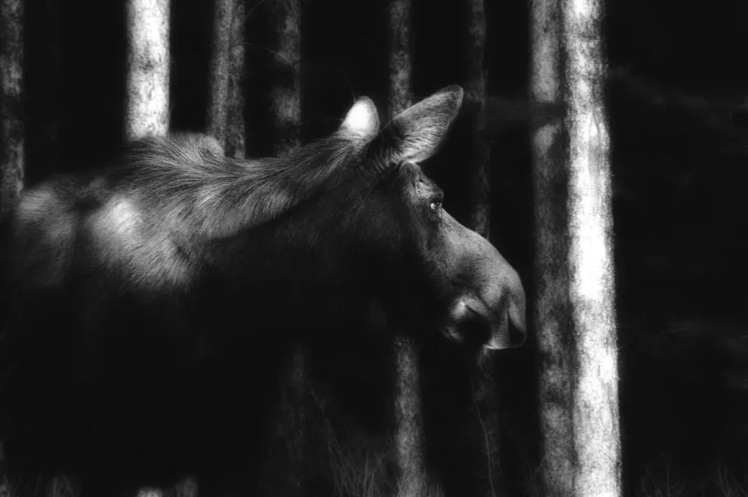 Moose eating twigs in Kananaskis Country. | Smithsonian Photo Contest ...