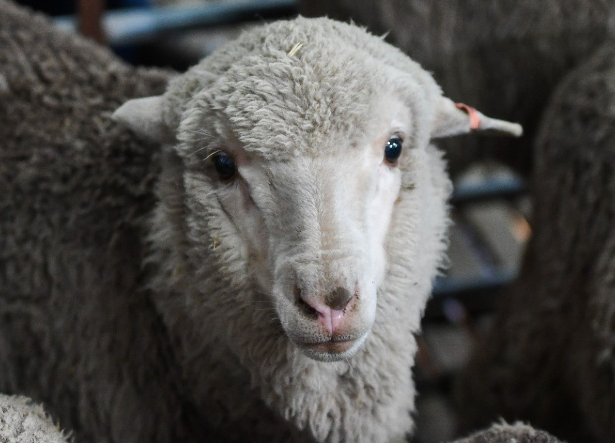 Healthy Baby Lambs Born Using World's Oldest Sperm