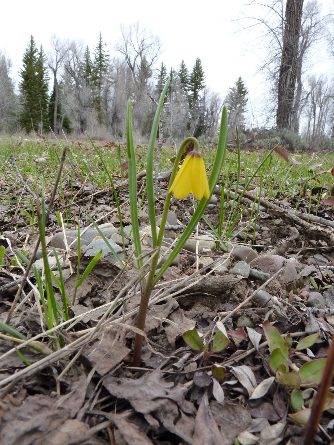 A sign that spring has arrived | Smithsonian Photo Contest ...
