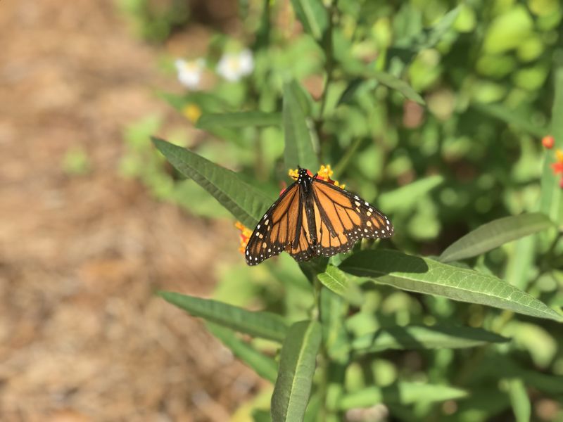 Wings of Monarch | Smithsonian Photo Contest | Smithsonian Magazine