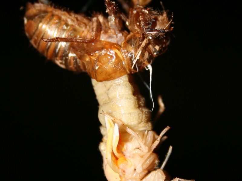 7 year Cicada coming out of its shell | Smithsonian Photo Contest ...