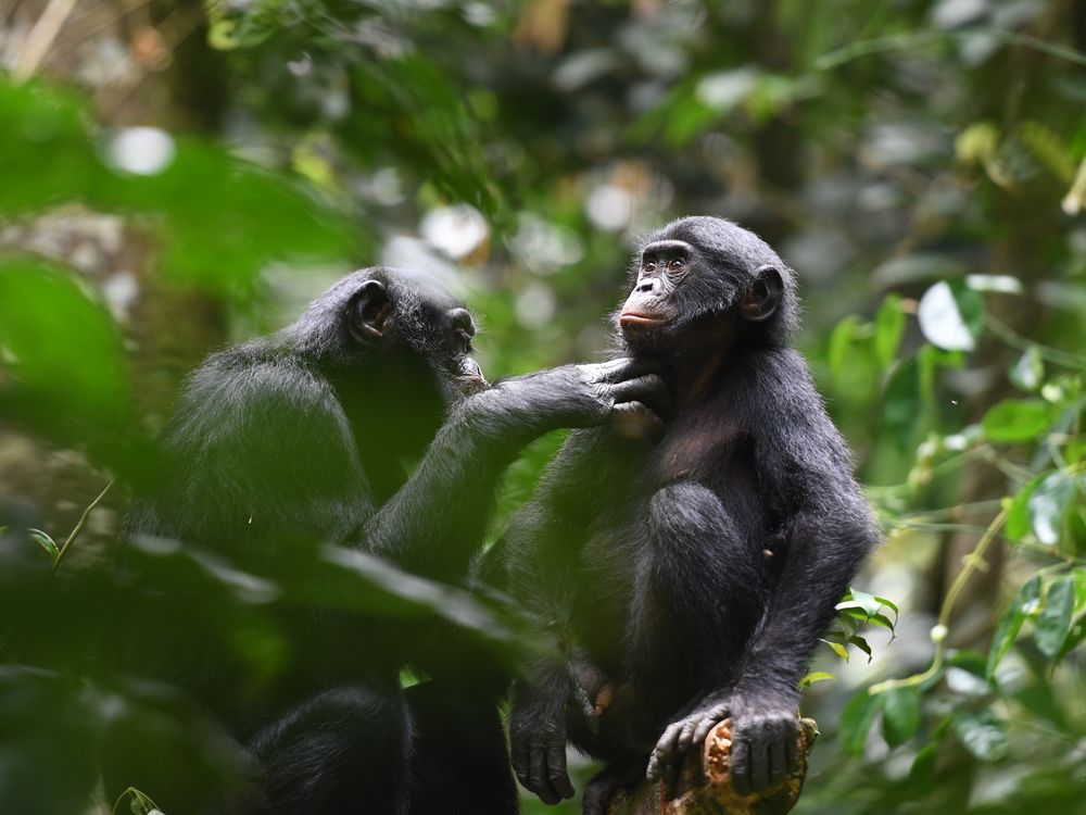 Like Humans, Some Bonobos Cooperate With Outsiders