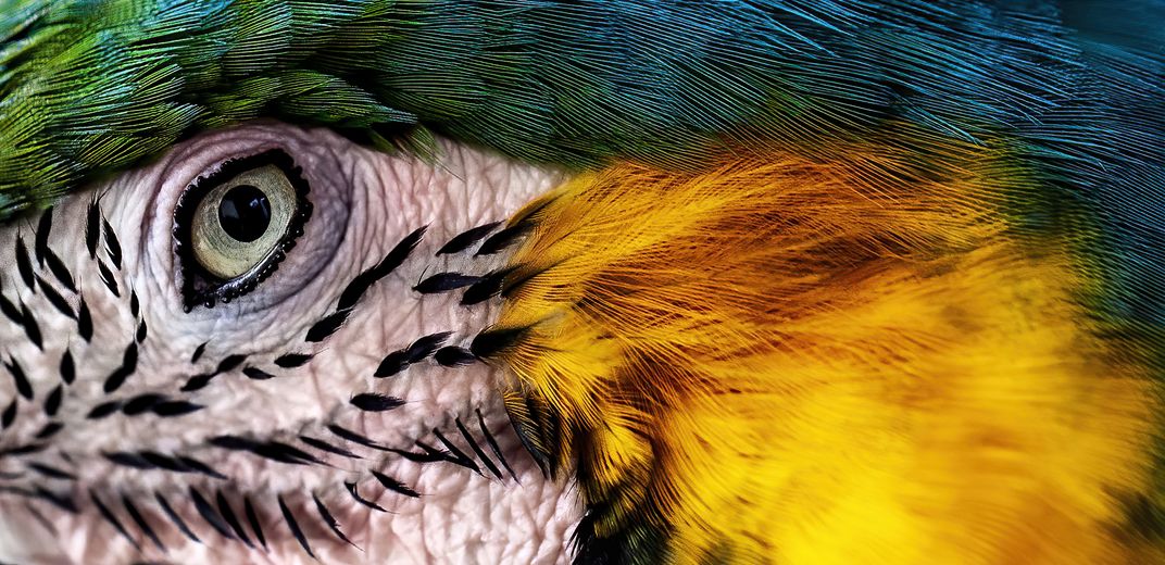 The Eye Of The Parrot | Smithsonian Photo Contest | Smithsonian Magazine