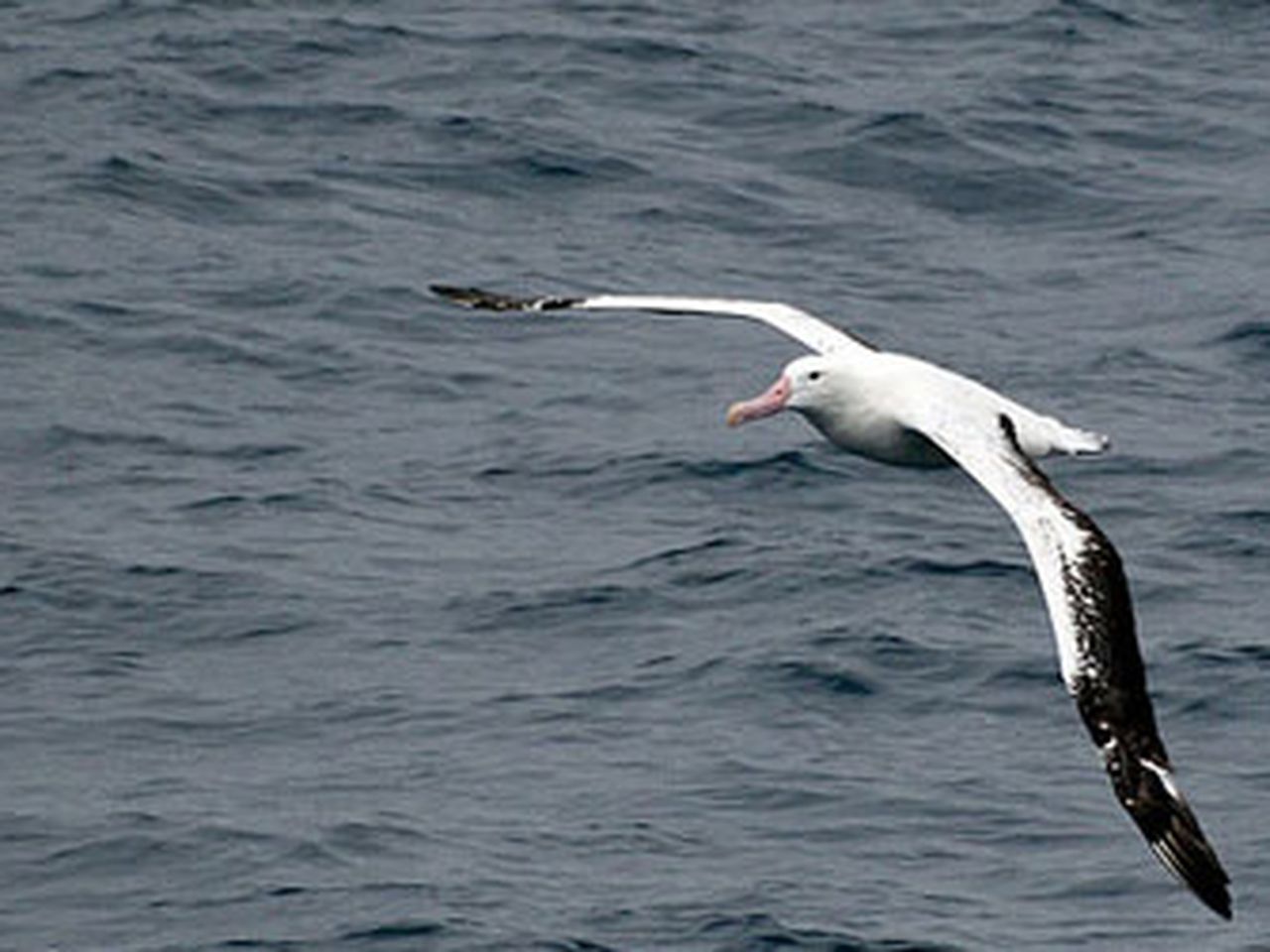 Wandering Albatross Flying Bird Flu Hits World's Biggest Wandering