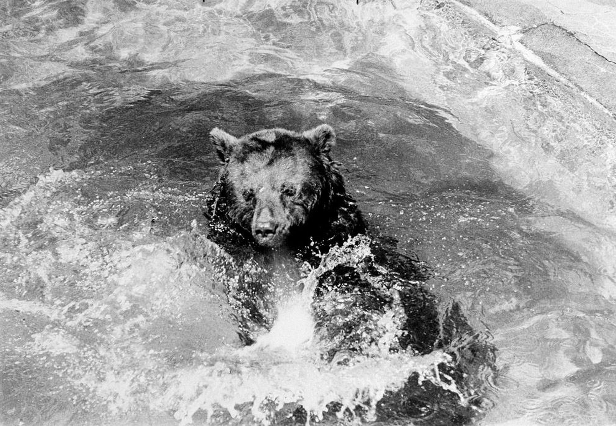 A Bear-Handed Grab