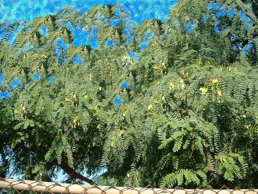 After Fans Rallied Around App, Windows Announces It Will Save Microsoft ...