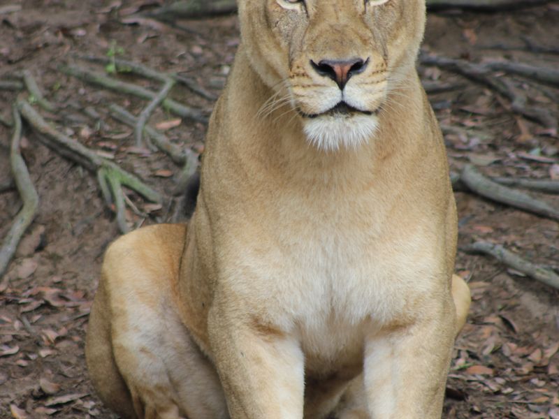 Female Lioness | Smithsonian Photo Contest | Smithsonian Magazine