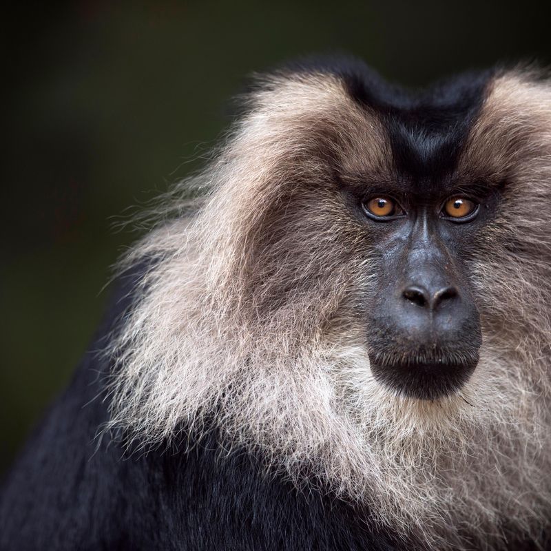 Lion Tailed Macaque