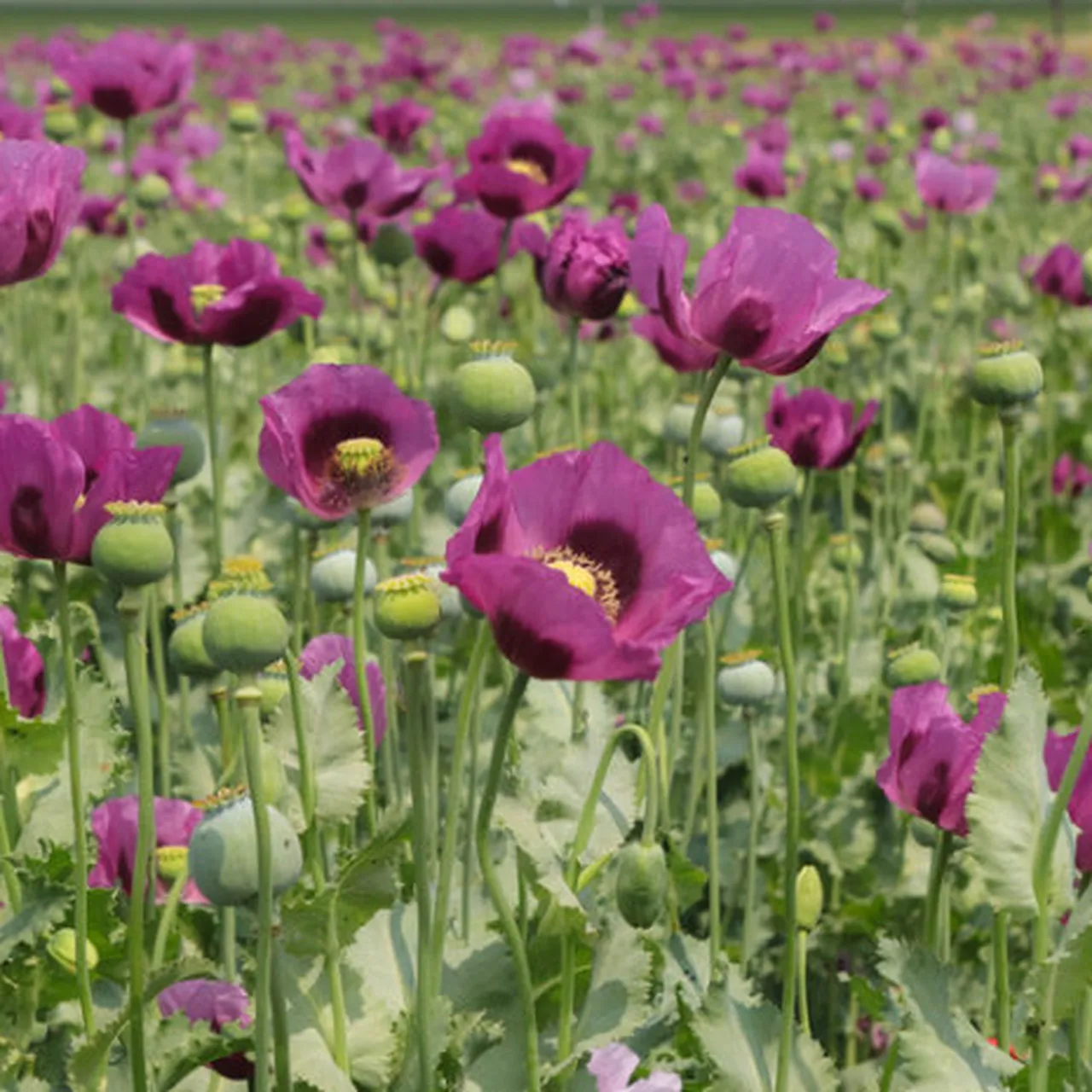 Opium Drug Plant Genome Reveals When Opium Poppy Became A Painkiller