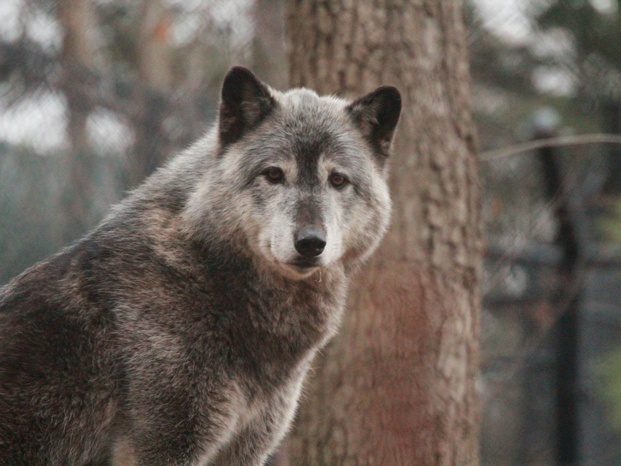 Discover How Domesticating Dogs Influenced Human Evolution and Other ...