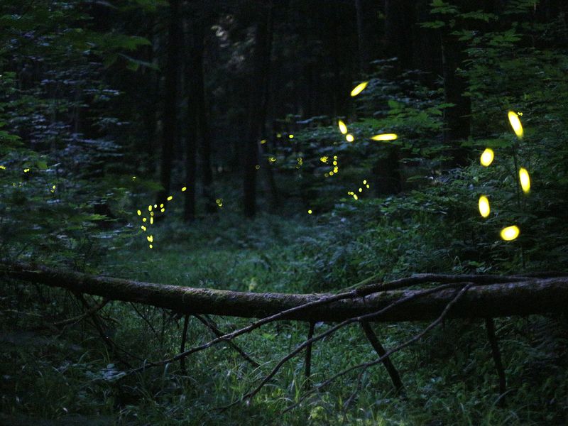 I have taken this photograph of synchronous fireflies (Photonius ...