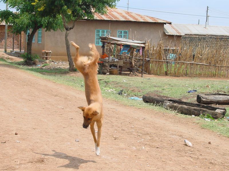 My dog landing after diving | Smithsonian Photo Contest | Smithsonian ...