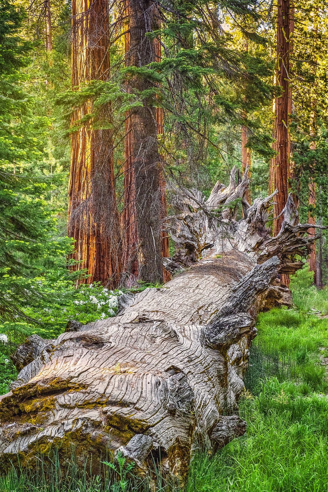 Fallen Giant | Smithsonian Photo Contest | Smithsonian Magazine