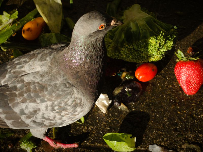 Rats of the Sky | Smithsonian Photo Contest | Smithsonian Magazine
