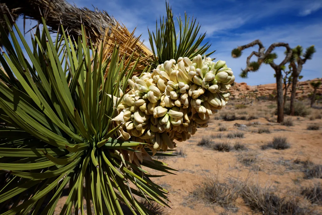 The American Southwest's Iconic Joshua Trees Are Blooming Early—and ...