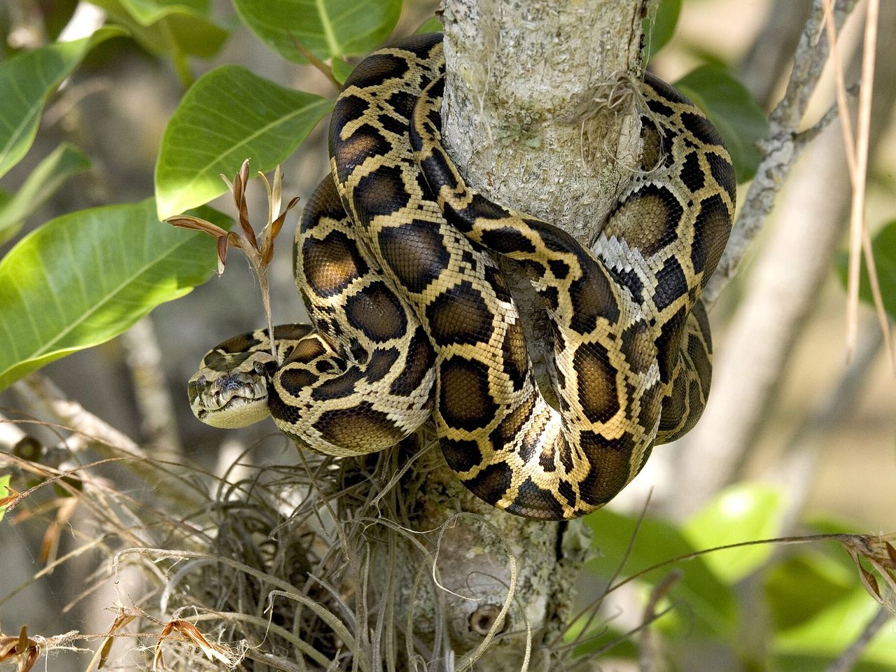 snake digestive system type