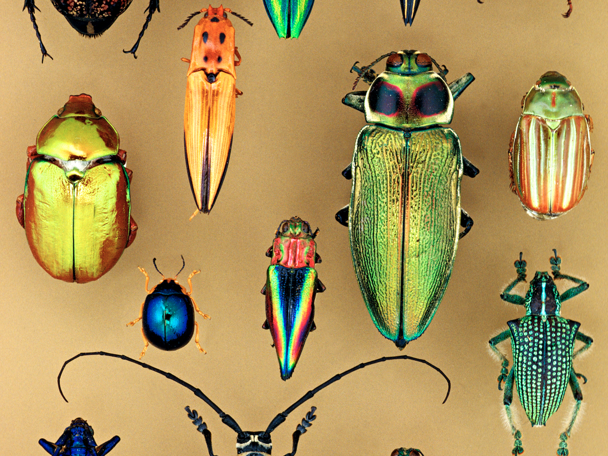 Check Out These Wondrous Objects on Display Before They Return to the ...