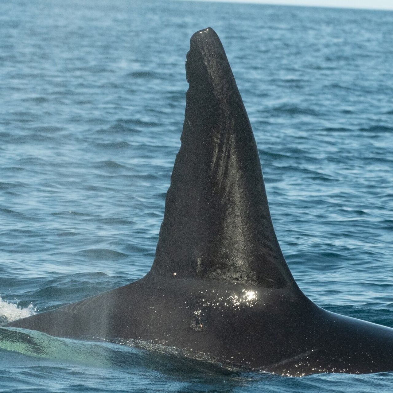 largest orca recorded