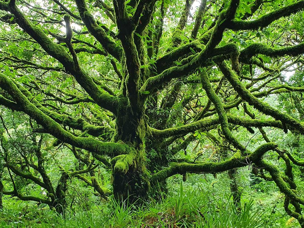 These Surfers Want to Restore Temperate Rainforests to Ireland